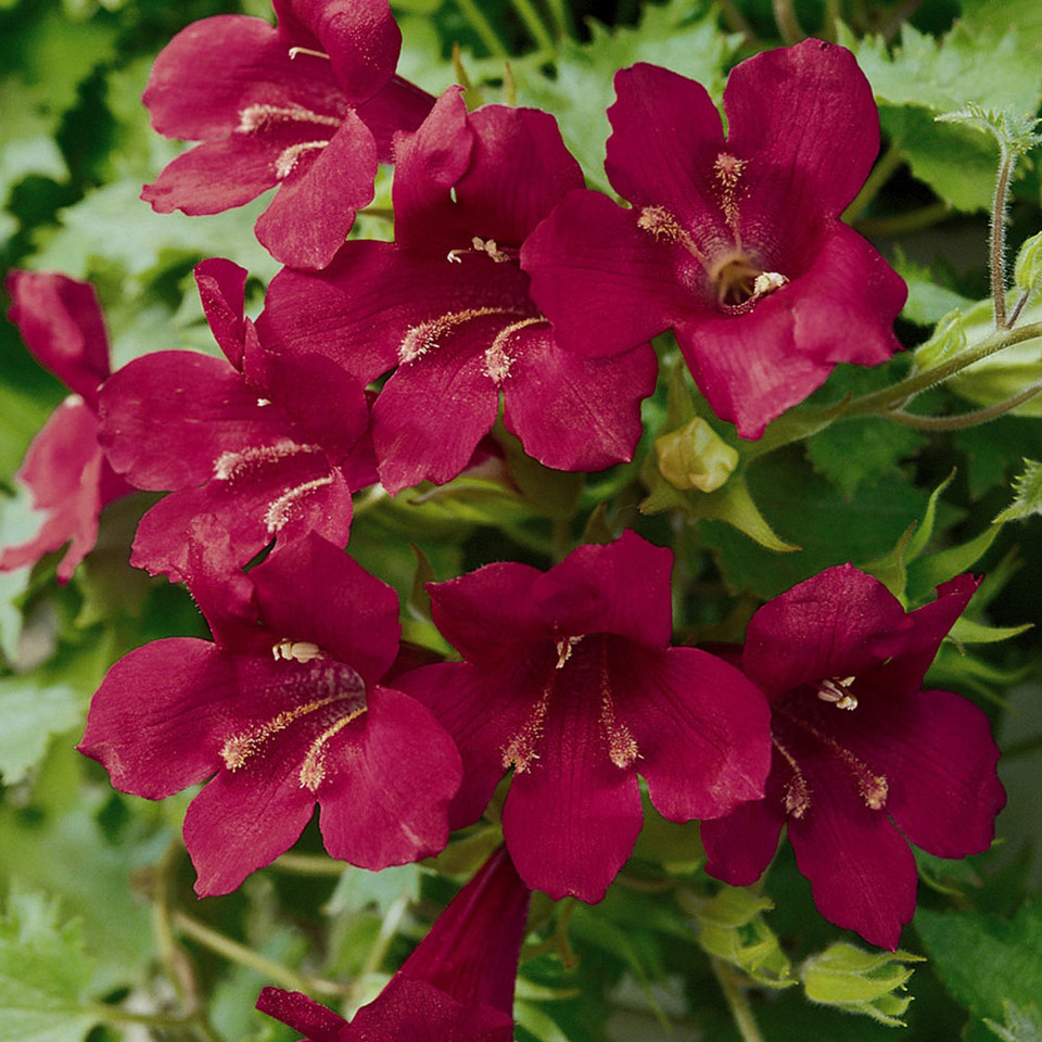 Lofos Wine Red | J Parker Dutch Bulbs