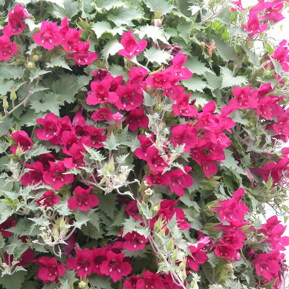 Lofos Wine Red | J Parker Dutch Bulbs