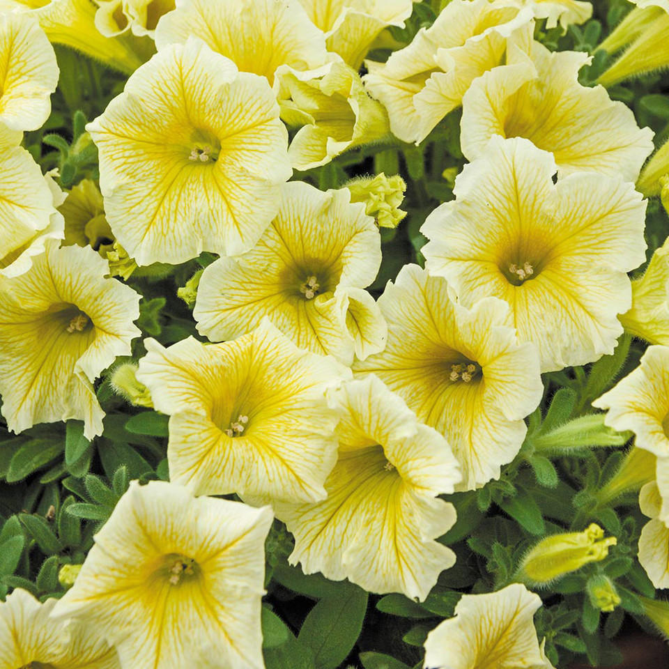 Buy Surfinia Yellow Dream | J Parker Dutch Bulbs