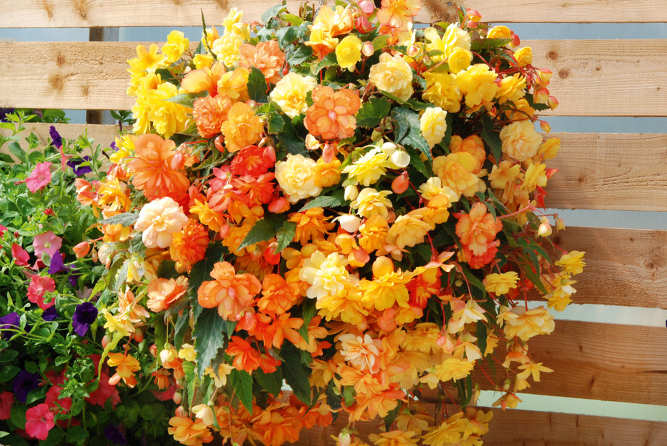 Begonia Illumination 'Apricot Shades Enhanced' F1 | J.Parker's