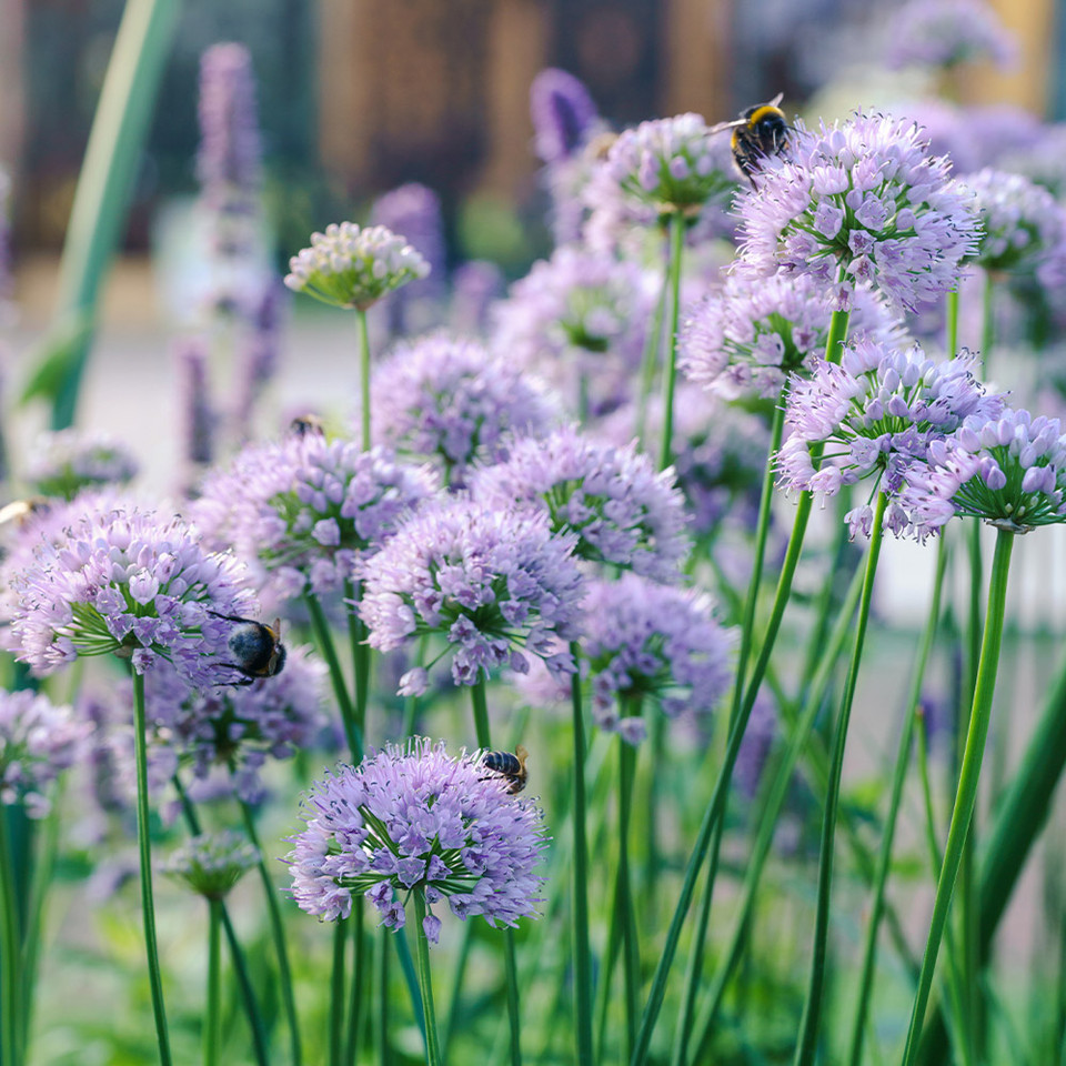 Allium Millenium | J Parker Dutch Bulbs