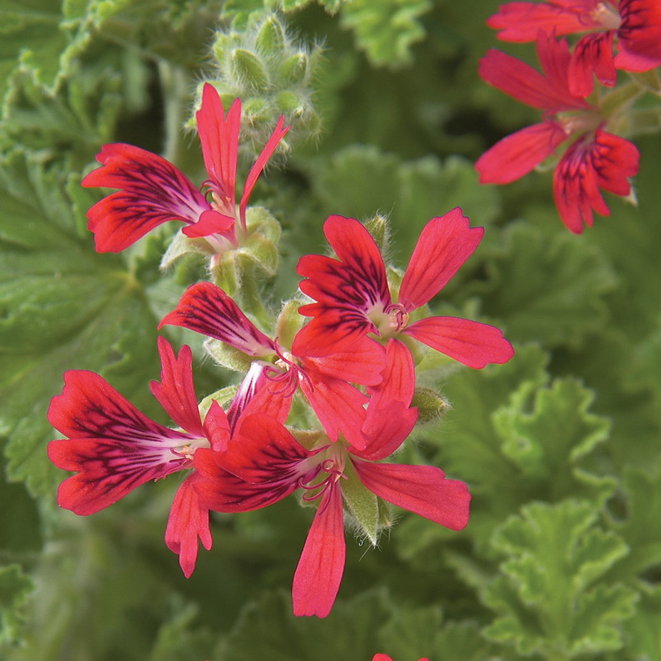 Geranium Scented Concolor Lace | J Parker Dutch Bulbs