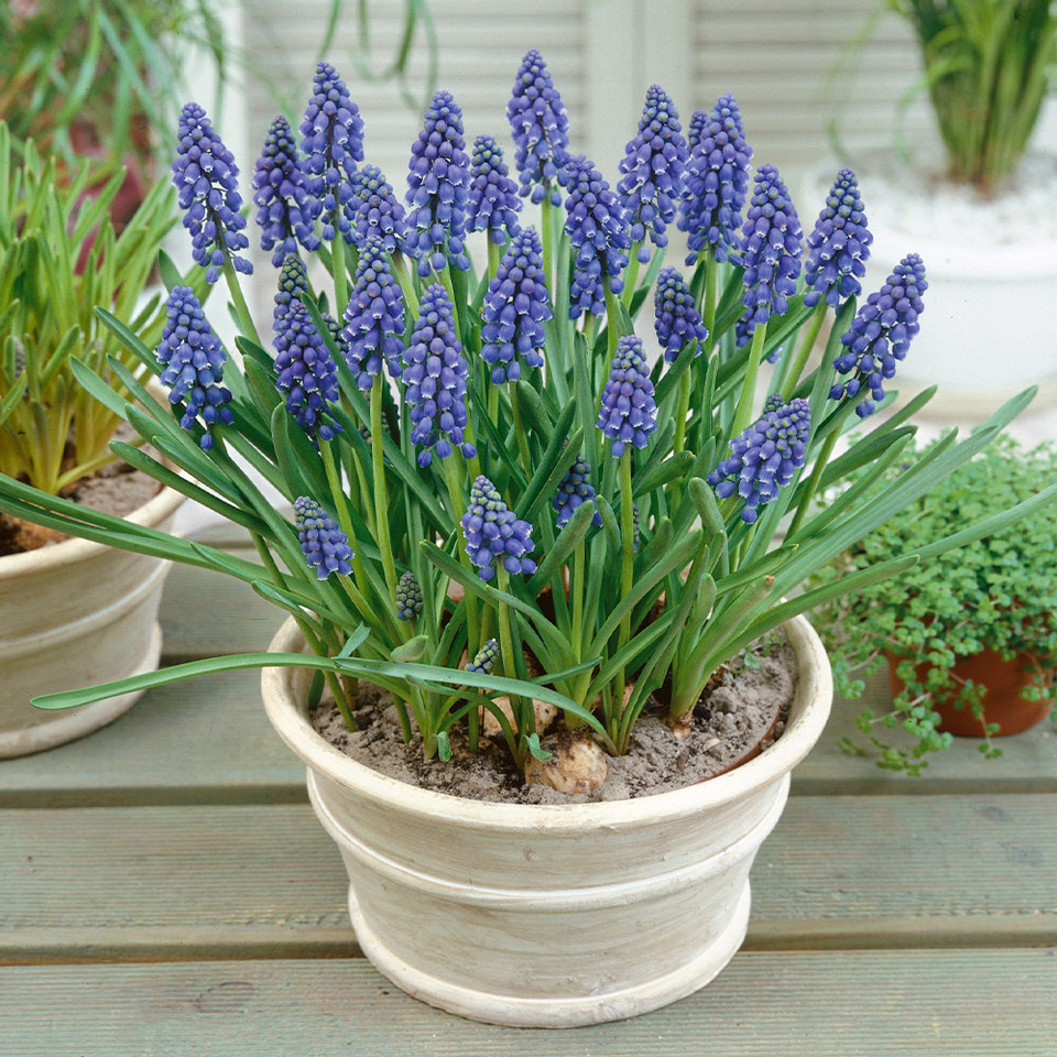 Muscari Armeniacum - JParkers