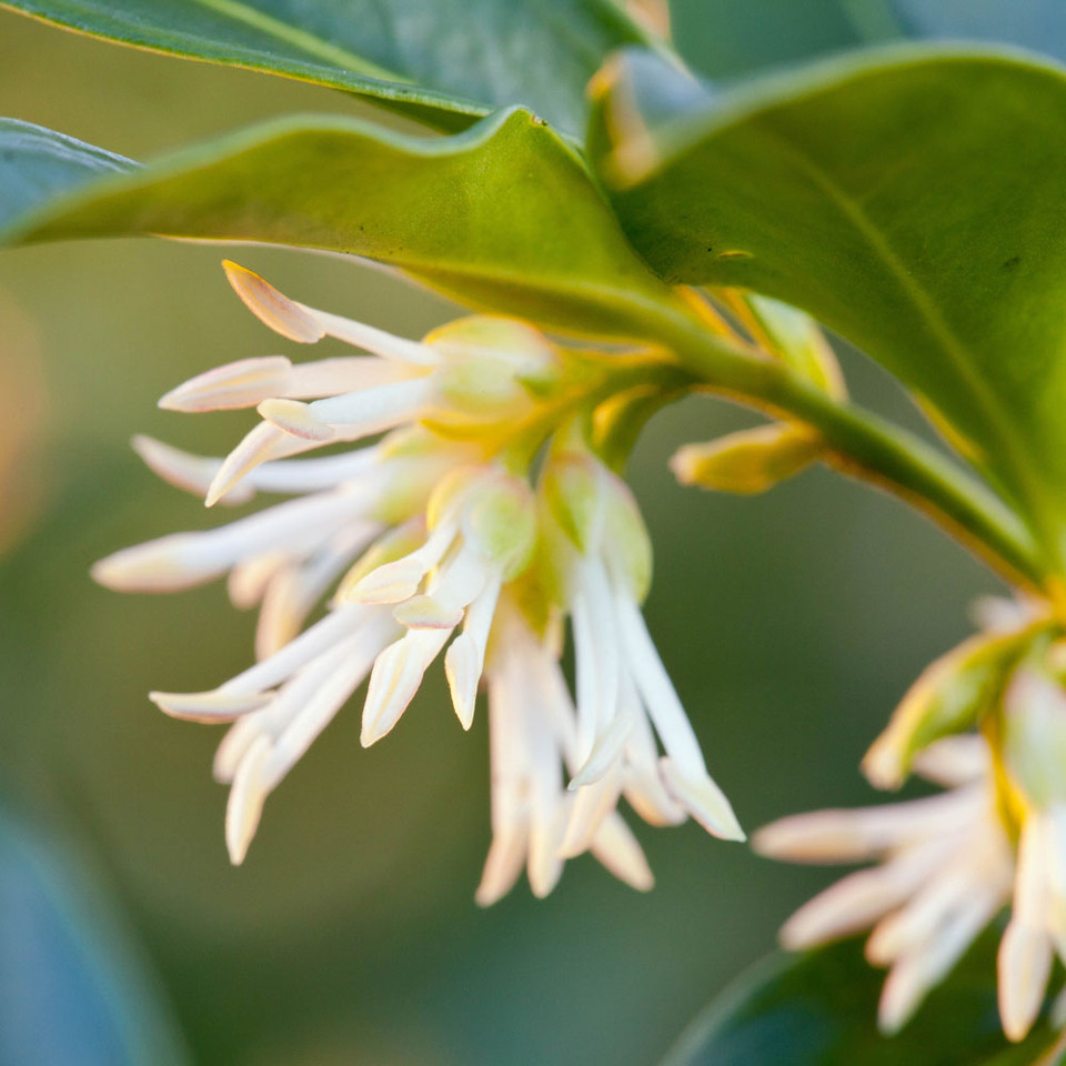 Buy Sarcococca (Sweet Box) confusa | J Parker's Dutch Bulbs
