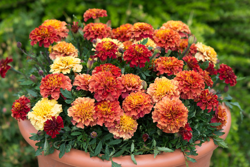Marigold Strawberry Blonde (Garden Ready) - J Parker Dutch Bulbs