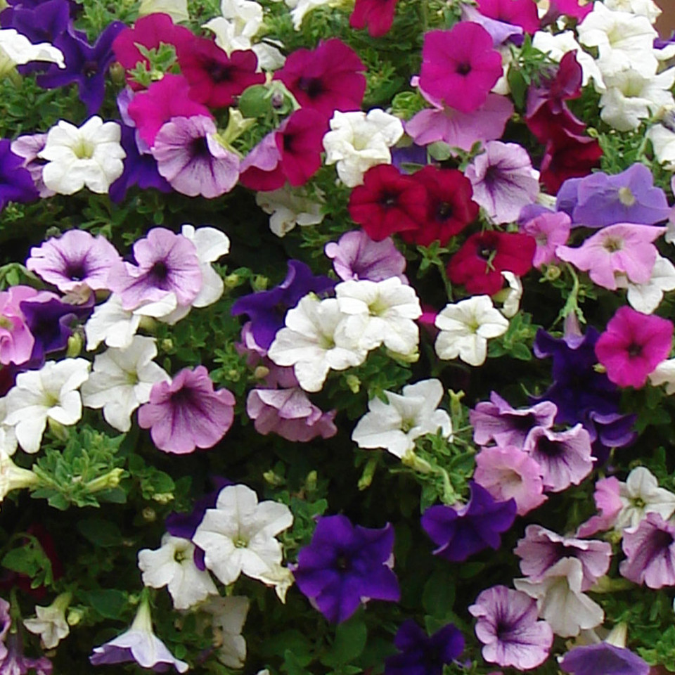 Surfinia Trailing Mixed (Pre-planted Basket) | J Parker Dutch Bulbs