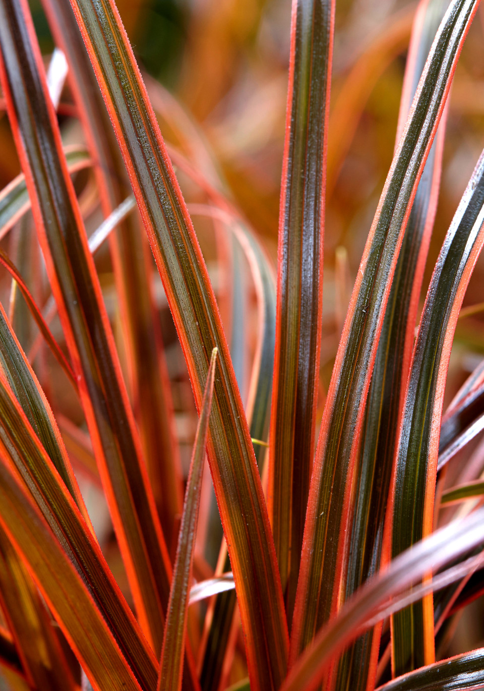 Uncinia rubra Everflame | J Parker Dutch Bulbs