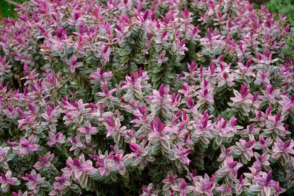 Hebe Red Edge | J Parker Dutch Bulbs