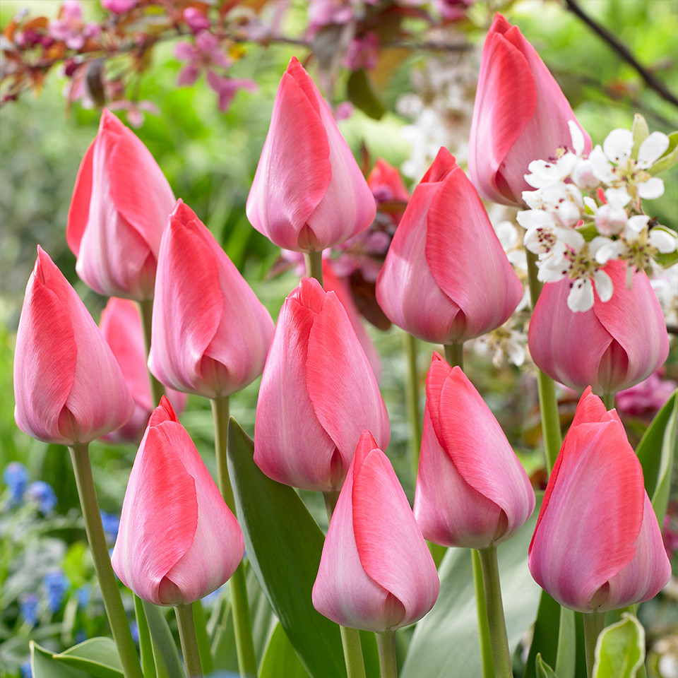 Tulip Van Eijk (Exhibition Size) | J Parker Dutch Bulbs