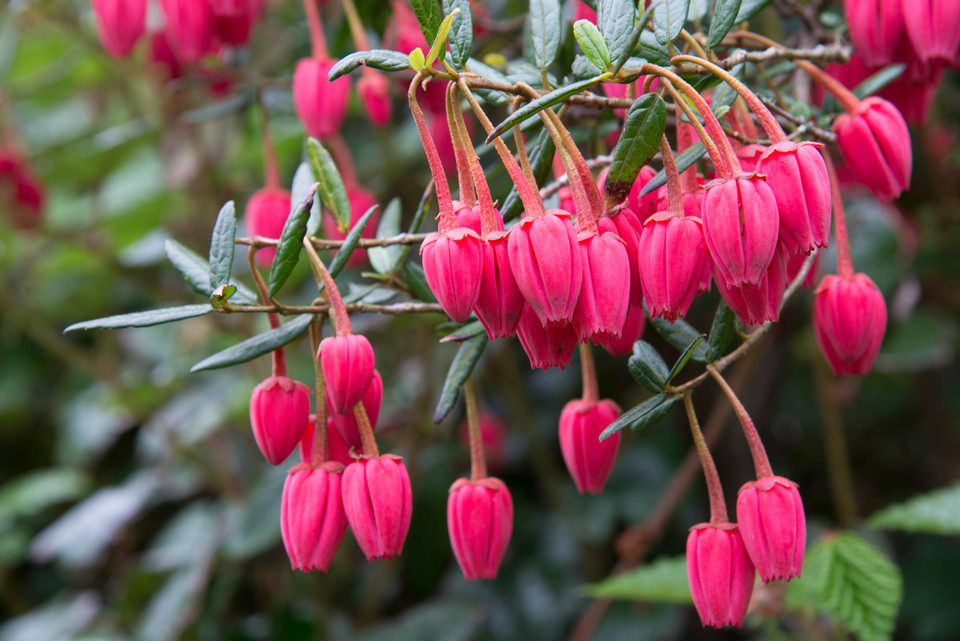Crinodendron hookerianum | J Parker Dutch Bulbs