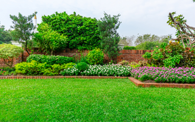 Top Plants for an Evergreen Garden - JParkers