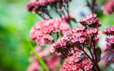 What Is a Perennial Plant? - JParkers