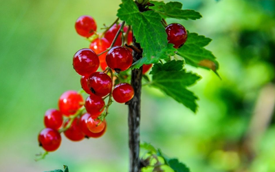 How to Plant Currants - JParkers