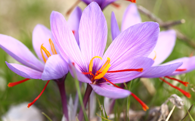 How to Plant Saffron Bulbs - JParkers
