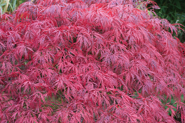 How to Plant and Grow Acers with J. Parker's
