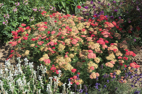 How to Plant and Grow Achillea with J. Parker's