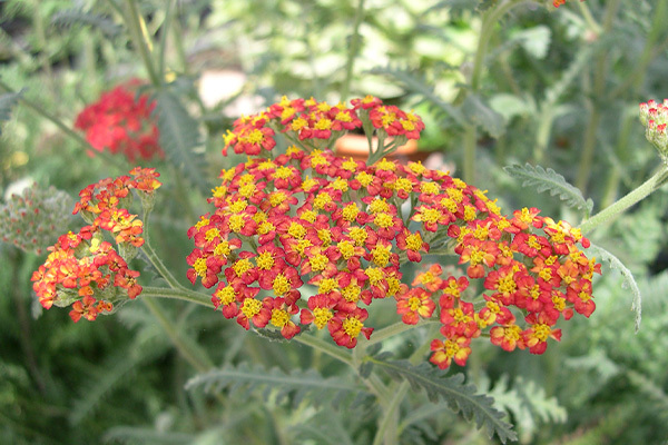 How to Plant and Grow Achillea with J. Parker's