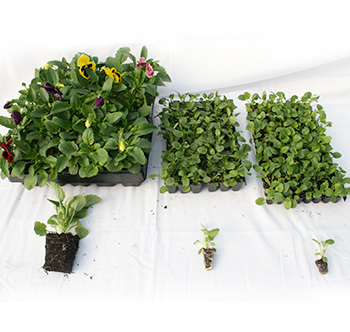 Our Annual Sizes Explained with J. Parker's