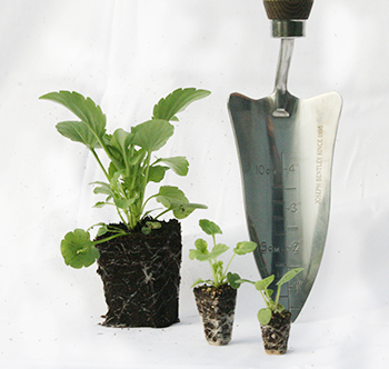 Our Annual Sizes Explained with J. Parker's