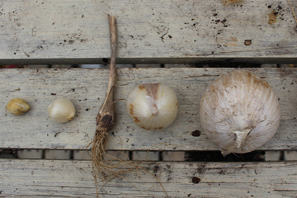 How to Plant and Grow Alliums with J. Parker's