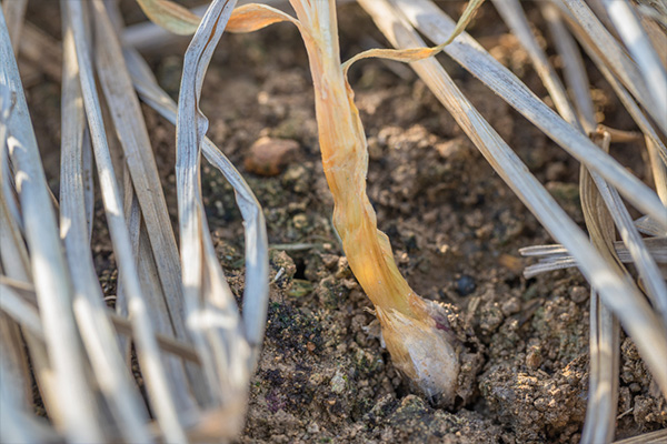 How to Plant and Grow Alliums with J. Parker's