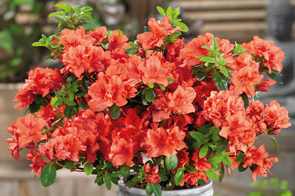 How to Plant and Grow Azalea with J. Parker's