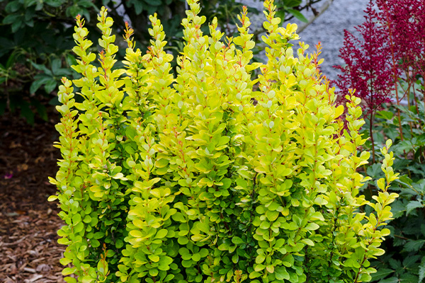 How to Plant and Grow Berberis with J. Parker's