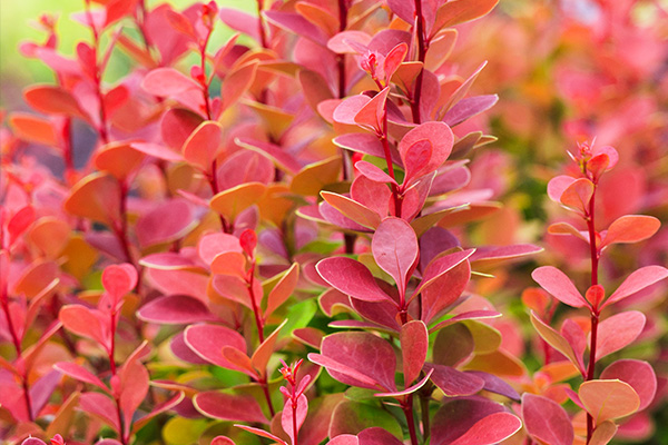 How to Plant and Grow Berberis with J. Parker's