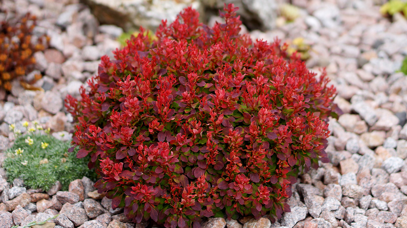 How to Plant and Grow Berberis with J. Parker's