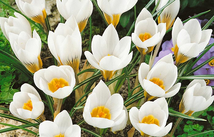 How to Plant and Grow Crocus with J. Parker's