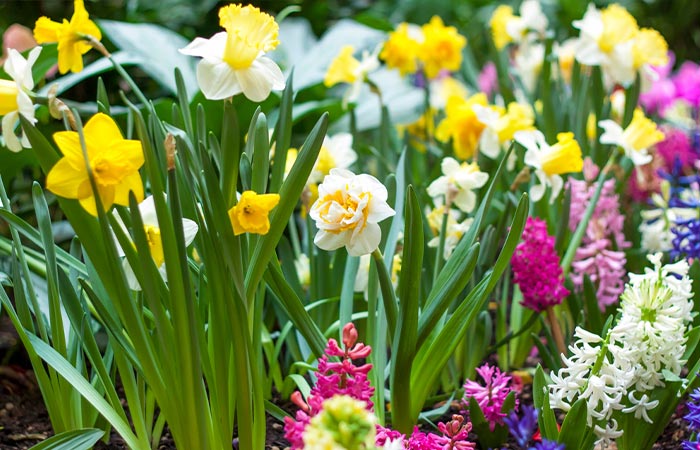 How to Plant and Grow Daffodils with J. Parker's