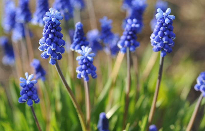 How to Plant and Grow Muscari with J. Parker's