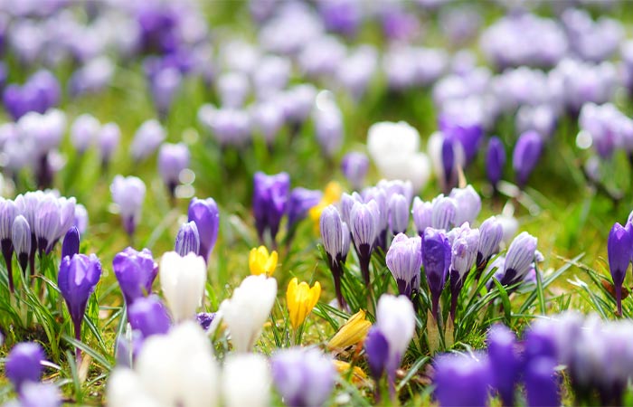 How to Plant and Grow Crocus with J. Parker's