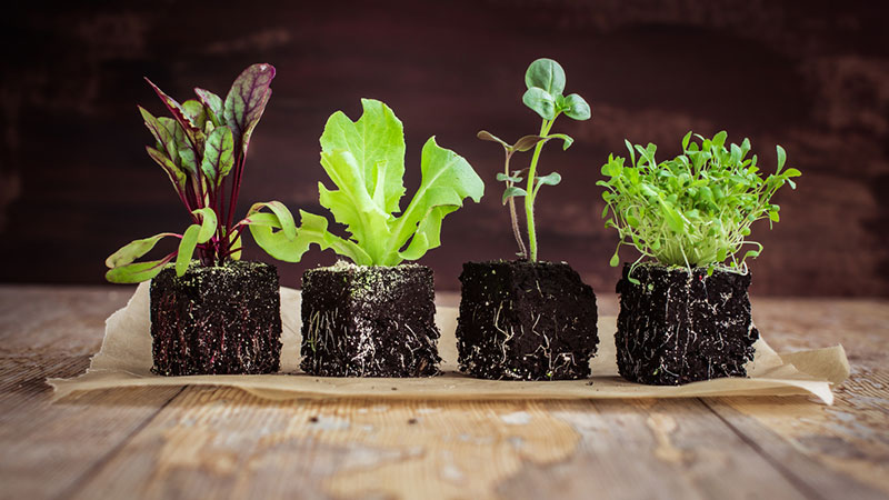 Vegetable Seeds | J. Parker's