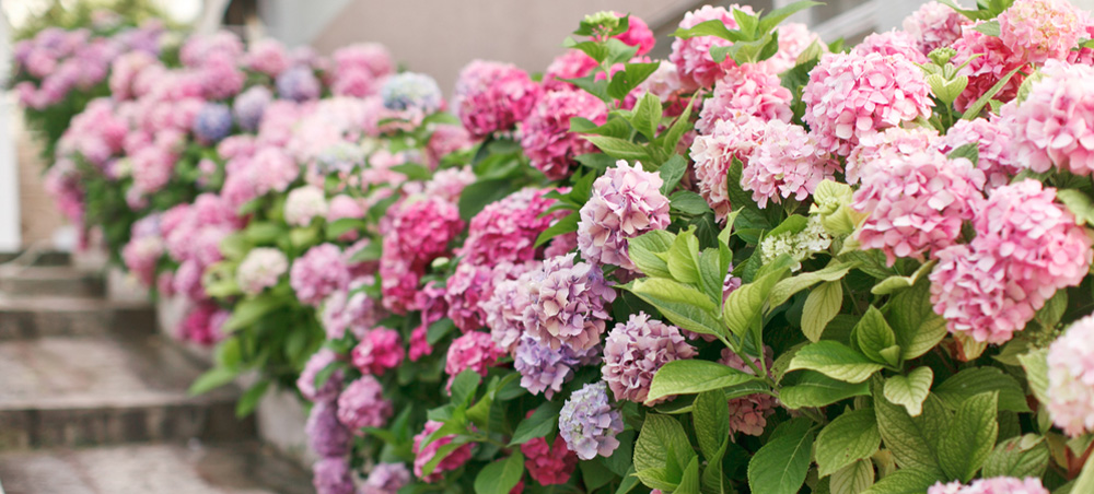 J. Parker's - Garden Plants & Bulbs