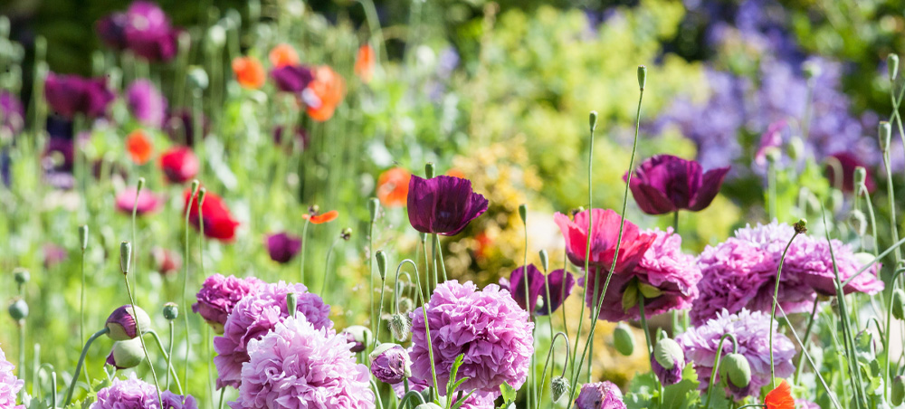 J. Parker's - Garden Plants & Bulbs