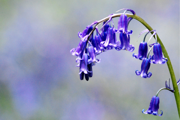 How to Plant and Grow Bluebells with J. Parker's