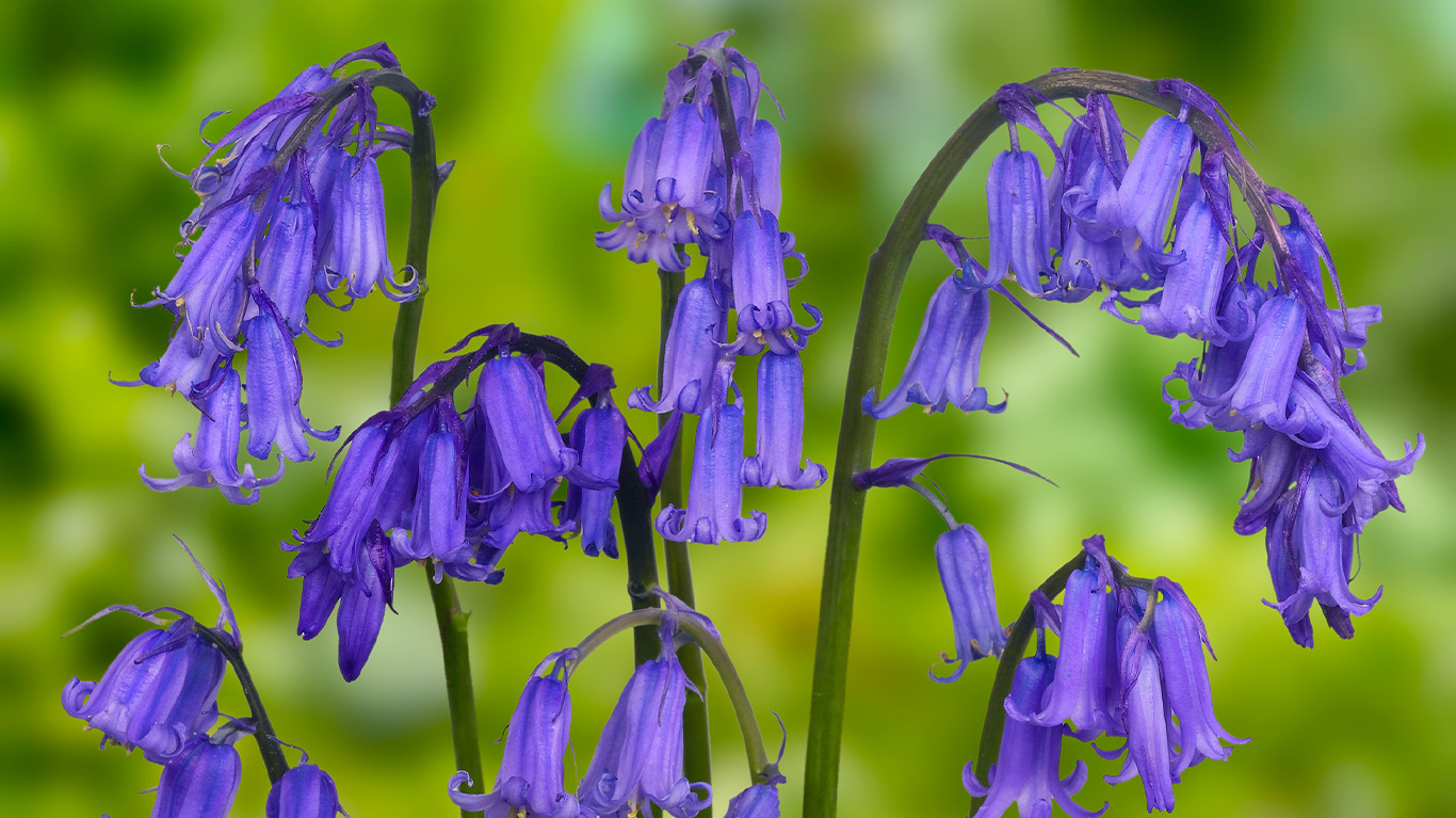 How to Plant and Grow Bluebells with J. Parker's