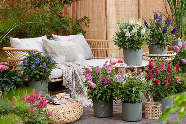 How to Plant and Grow Buddleia with J. Parker's