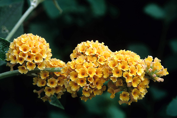 How to Plant and Grow Buddleia with J. Parker's