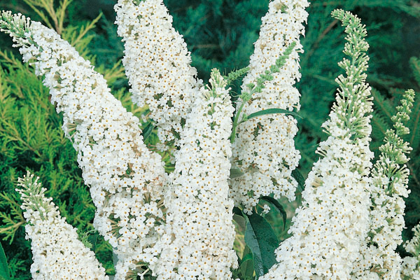 How to Plant and Grow Buddleia with J. Parker's