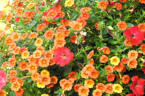 How to Plant and Grow Calibrachoa with J. Parker's