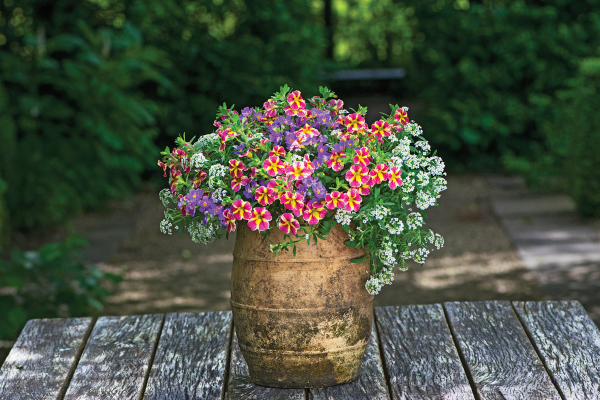 How to Plant and Grow Calibrachoa with J. Parker's