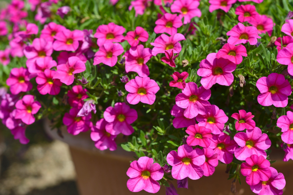 How to Plant and Grow Calibrachoa with J. Parker's