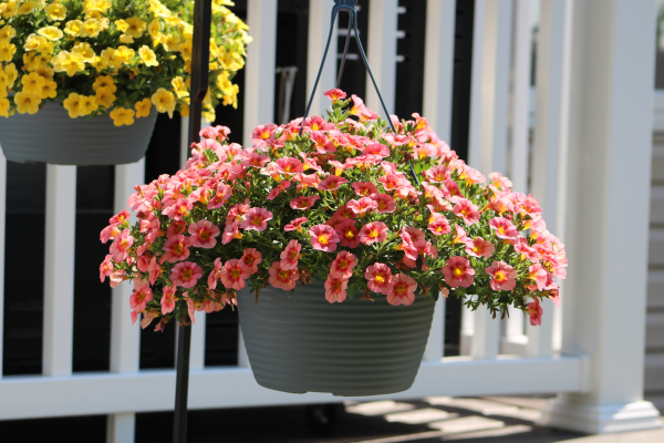 How to Plant and Grow Calibrachoa with J. Parker's