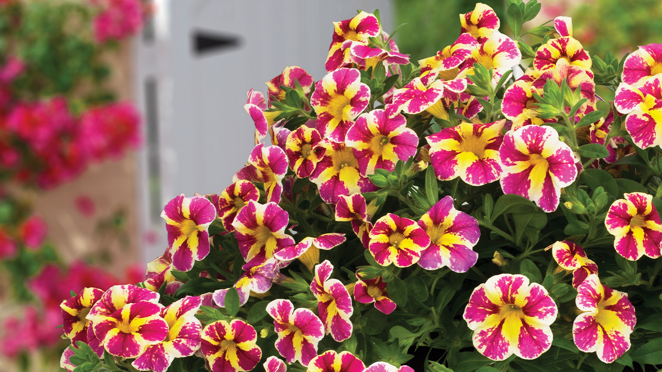 How to Plant and Grow Calibrachoa with J. Parker's