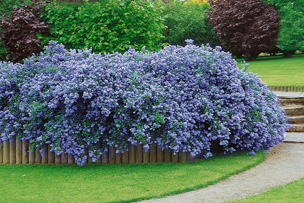 How to Plant and Grow Ceanothus with J. Parker's