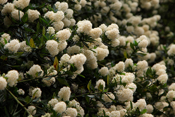 How to Plant and Grow Ceanothus with J. Parker's