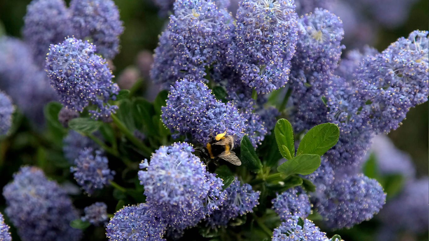 How to Plant and Grow Ceanothus with J. Parker's