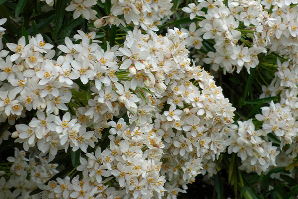 How to Plant and Grow Choisya with J. Parker's